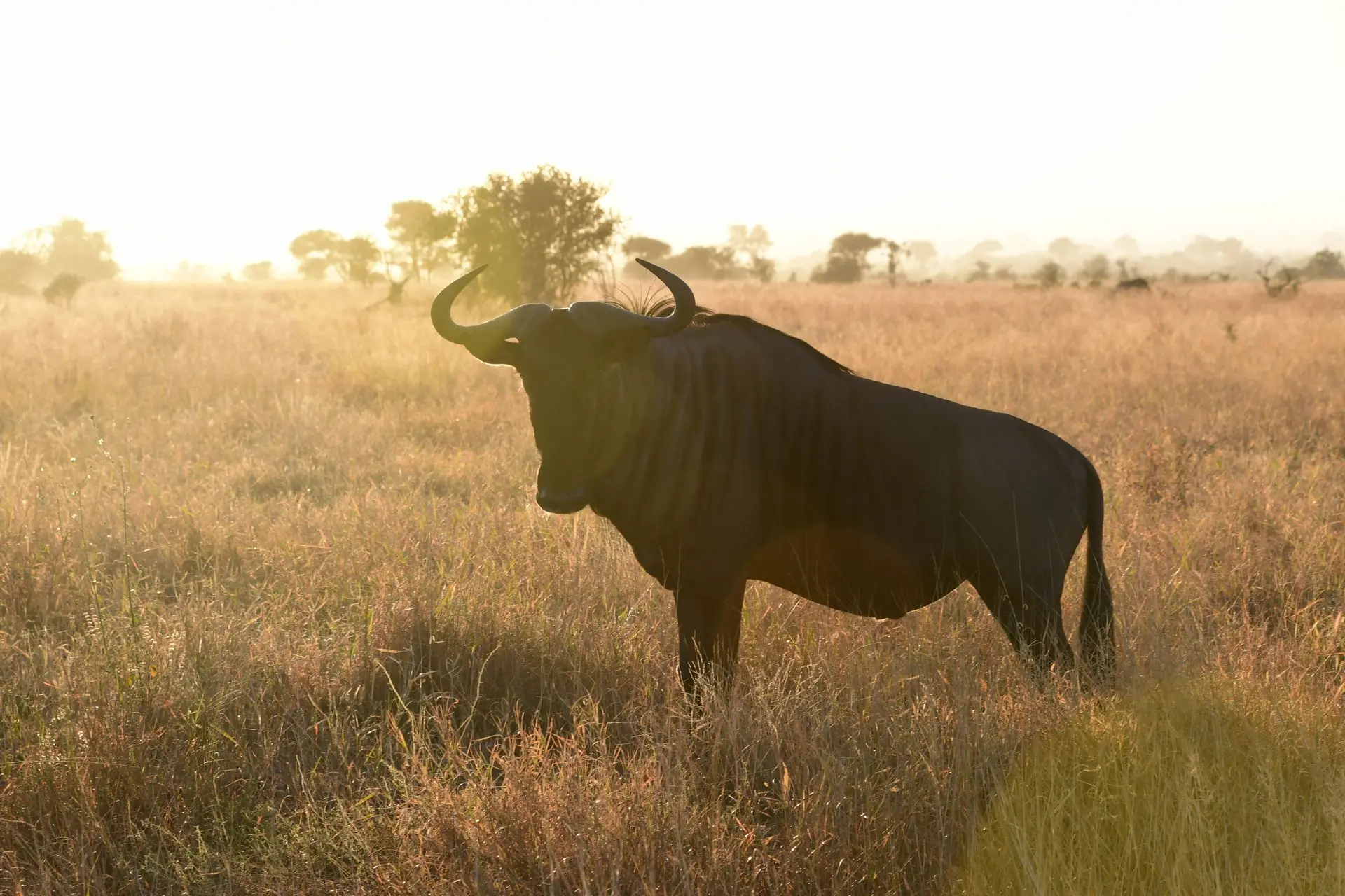 Kalahari Hunting Safaris | Experience the Ultimate African Adventure