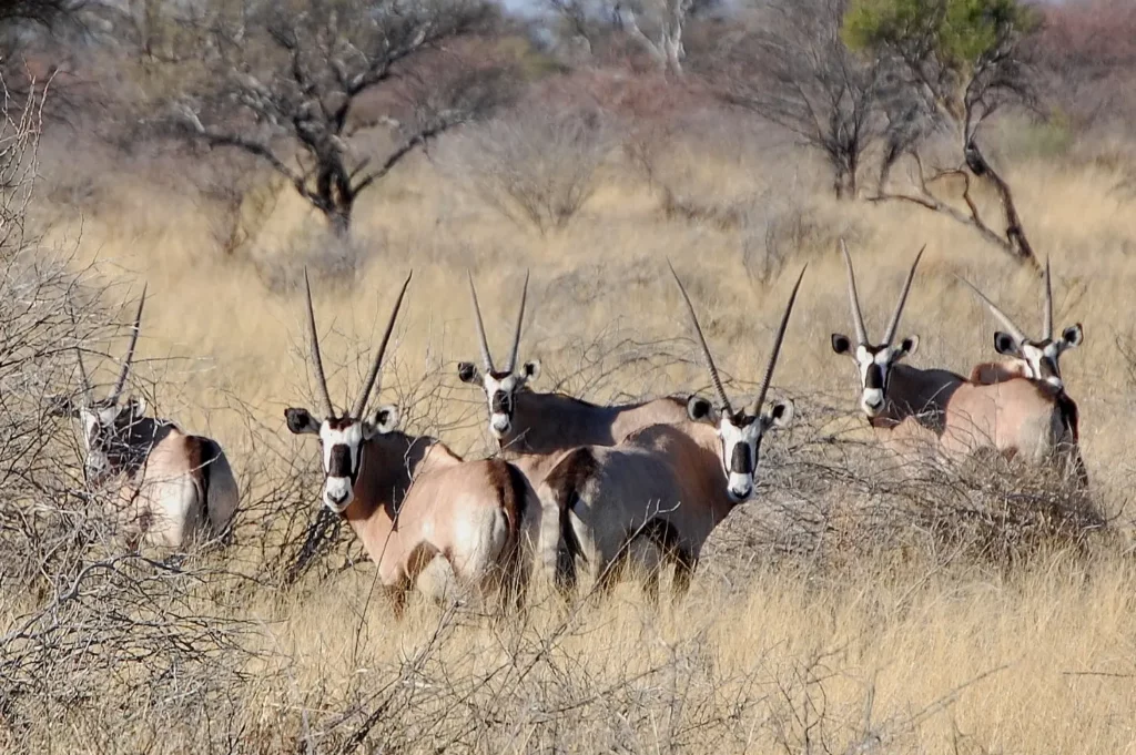Kalahari Hunting Gallery - See the Amazing Wildlife and Scenery.