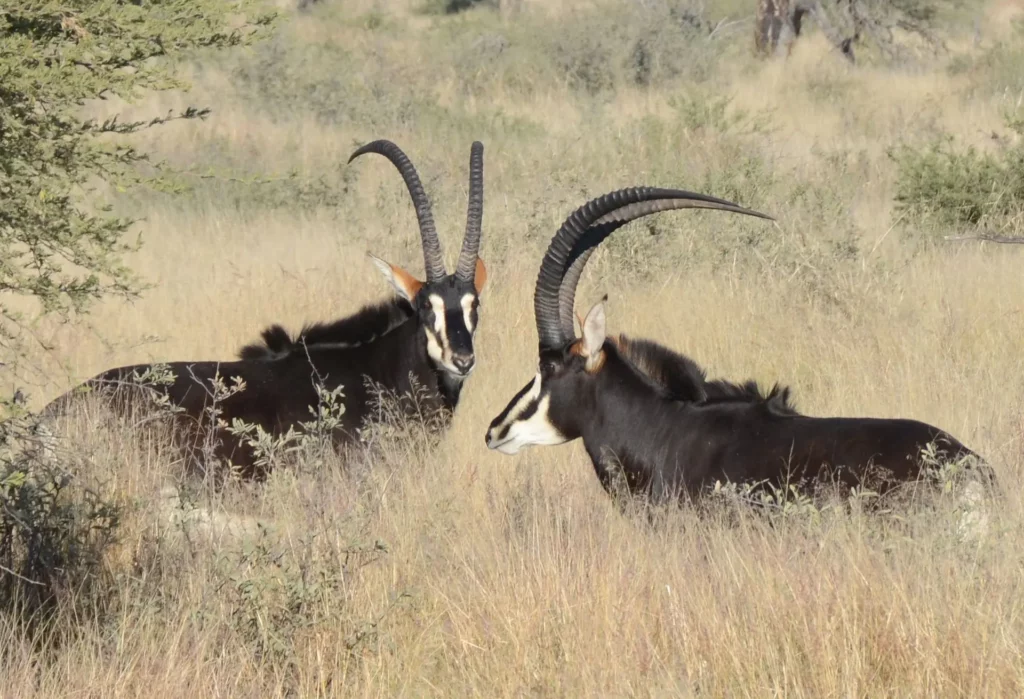 Kalahari Hunting Gallery - See the Amazing Wildlife and Scenery.